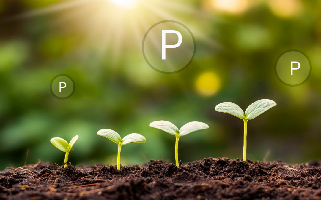 Phosphorus – a finite and strategic resource for agricultural ...